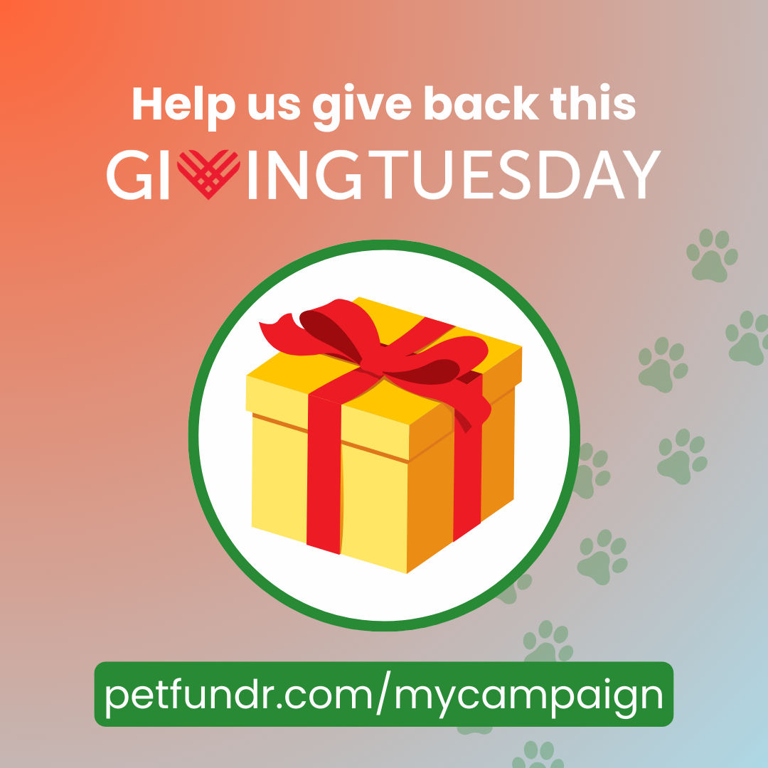 PetFundr's Giving Tuesday social media templates – Facebook and Instagram